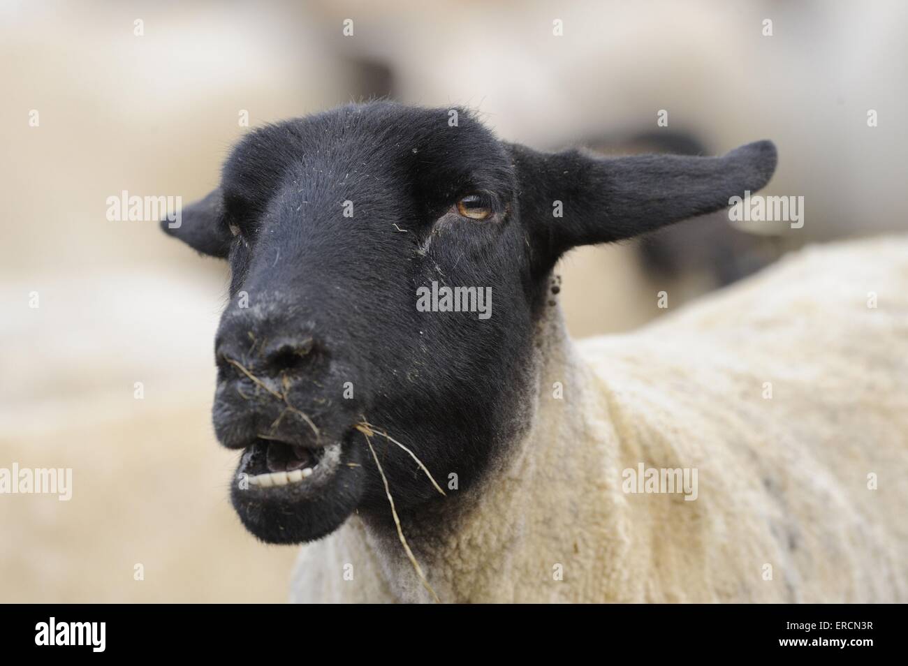 Animal mouth open sheep hi-res stock photography and images - Alamy