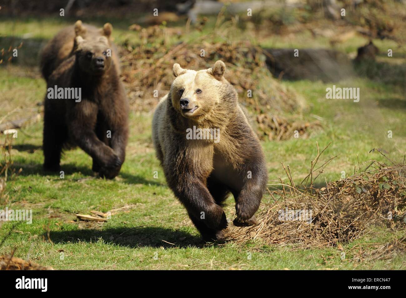 The galloping bear hi-res stock photography and images - Alamy