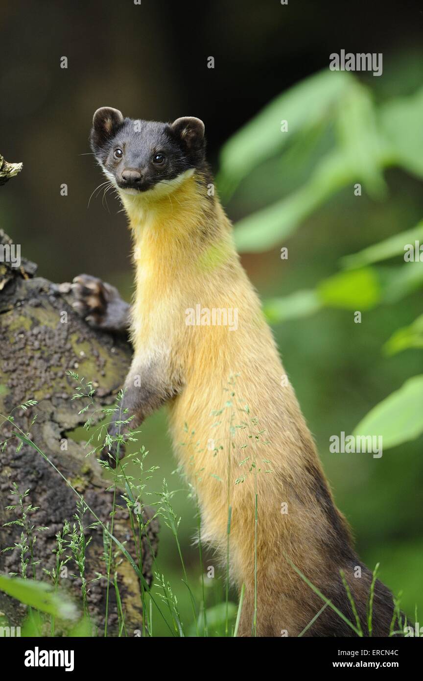 Yellow throated marten hi-res stock photography and images - Alamy