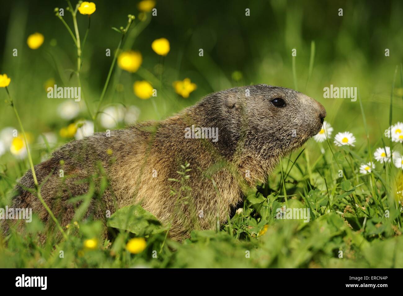 Side view of marmot hi-res stock photography and images - Alamy