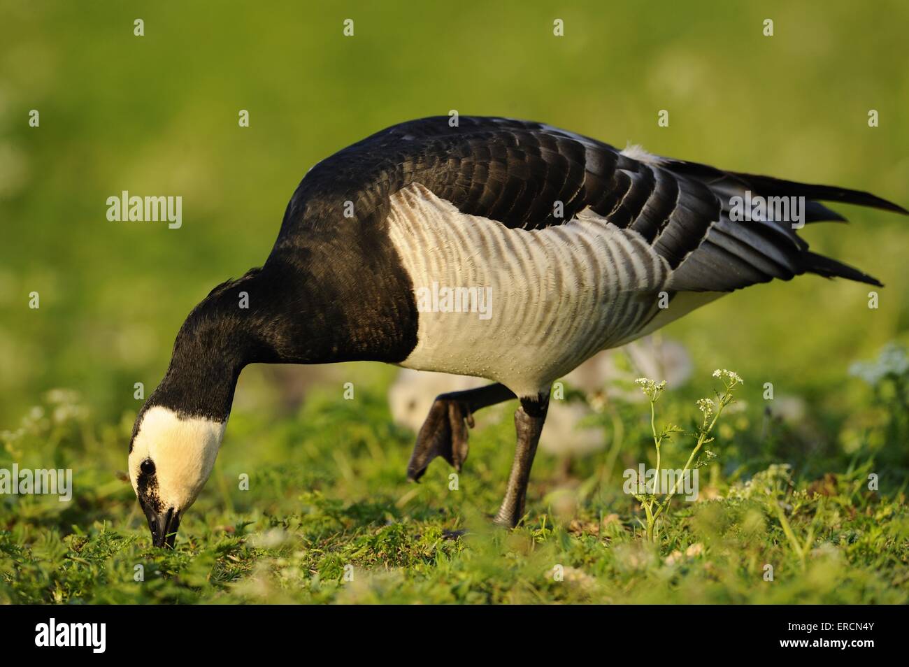 Eating barnacle hi-res stock photography and images - Alamy