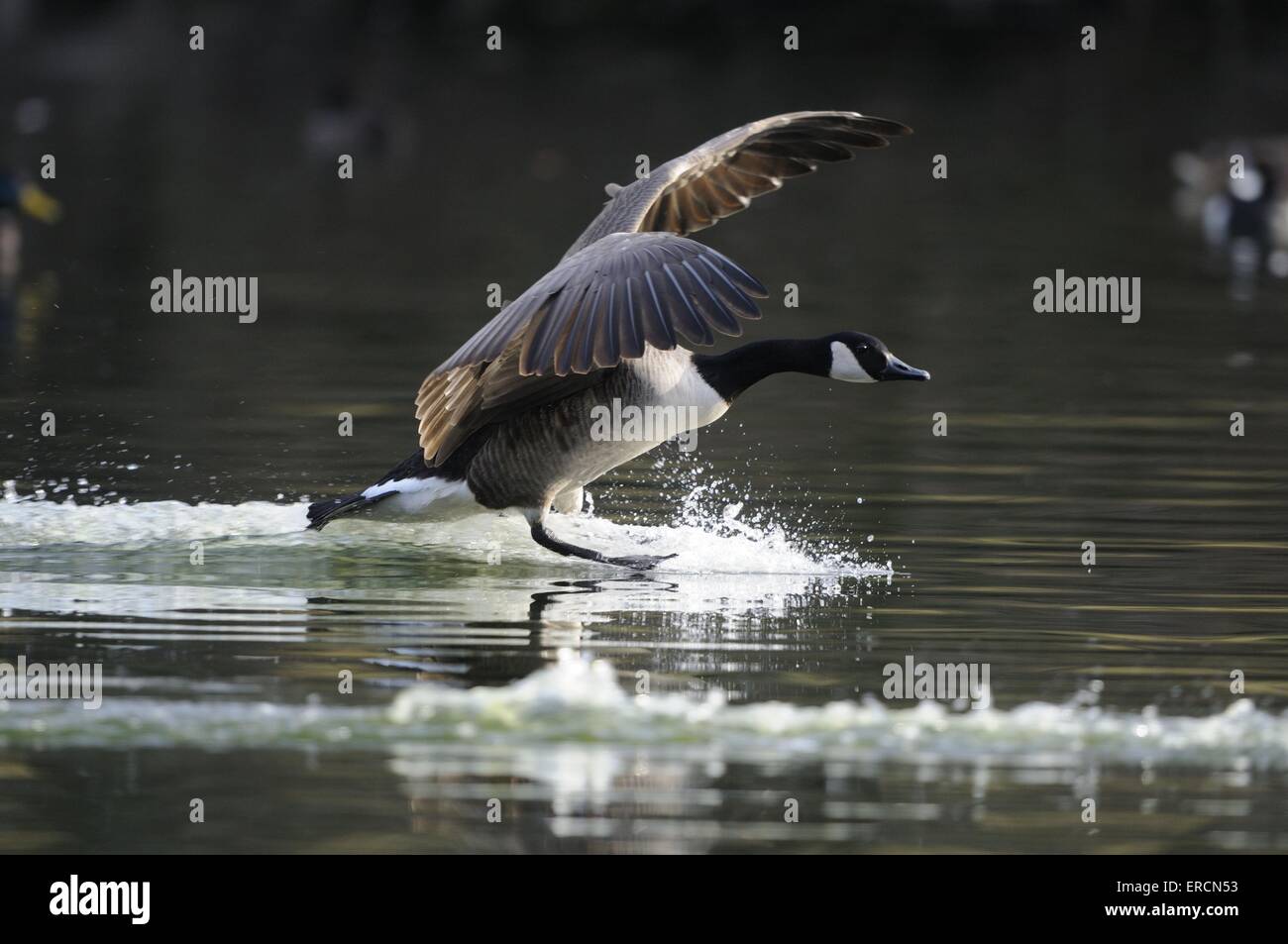 Canada goose side profile hi-res stock photography and images - Alamy