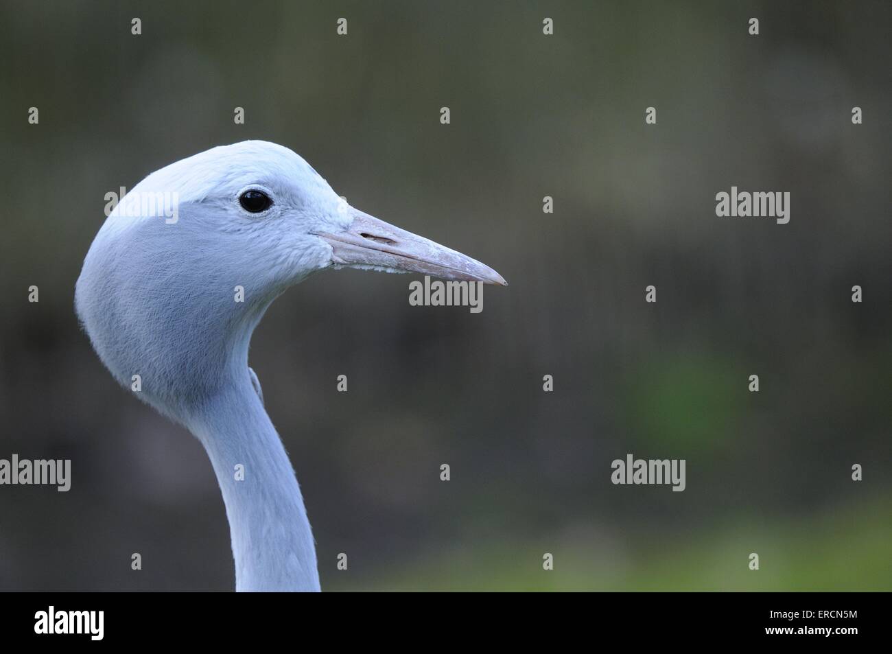 Blue crane hi-res stock photography and images - Alamy