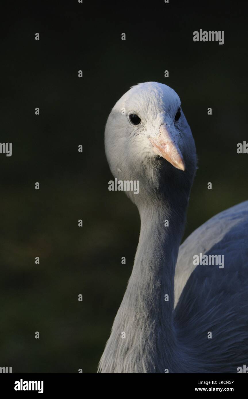 Blue crane hi-res stock photography and images - Alamy