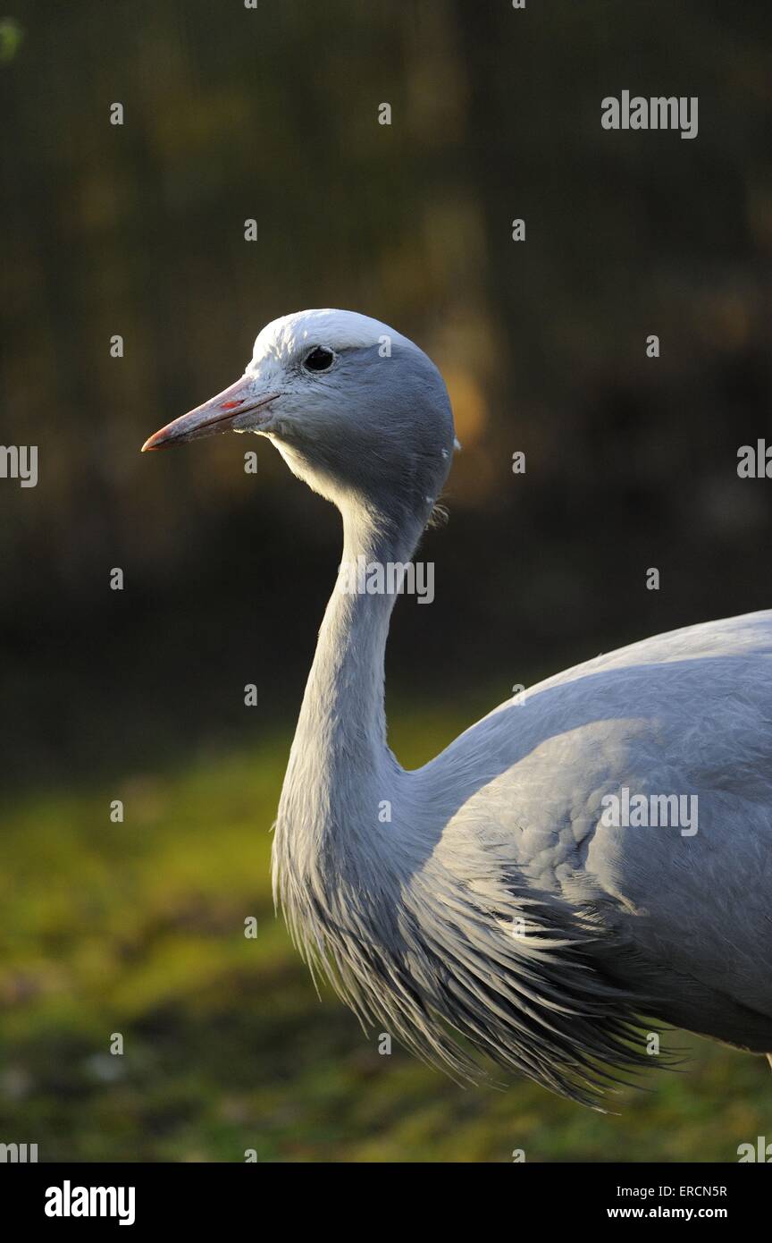 Blue crane hi-res stock photography and images - Alamy