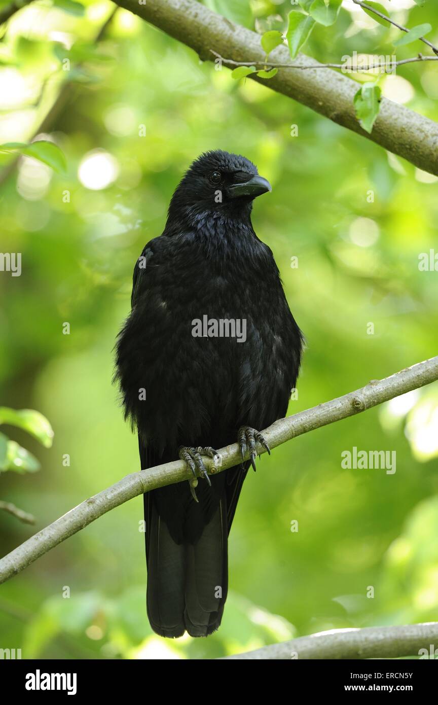 About the size of a crow hi-res stock photography and images - Alamy