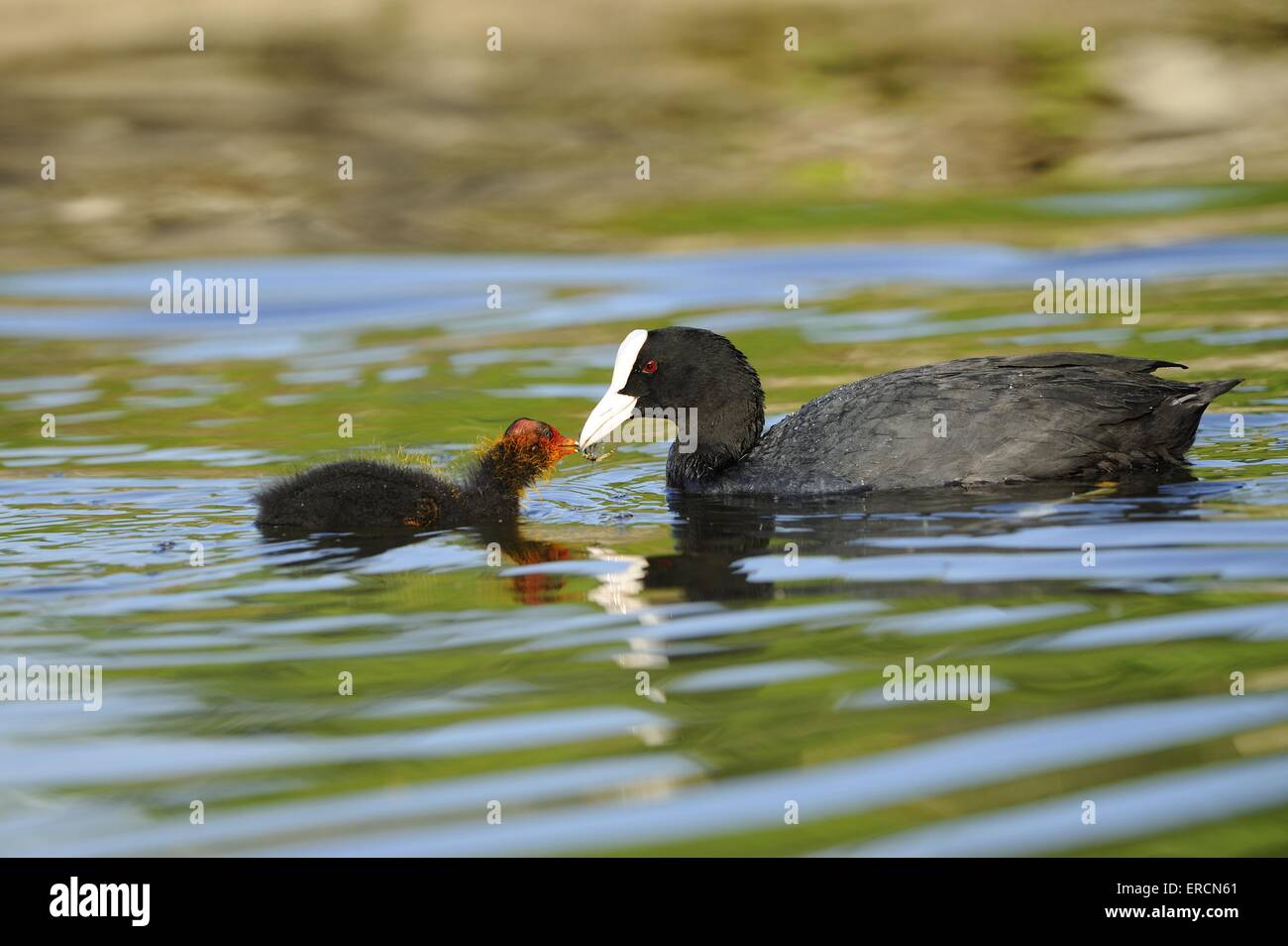 Baby coots hi-res stock photography and images - Alamy
