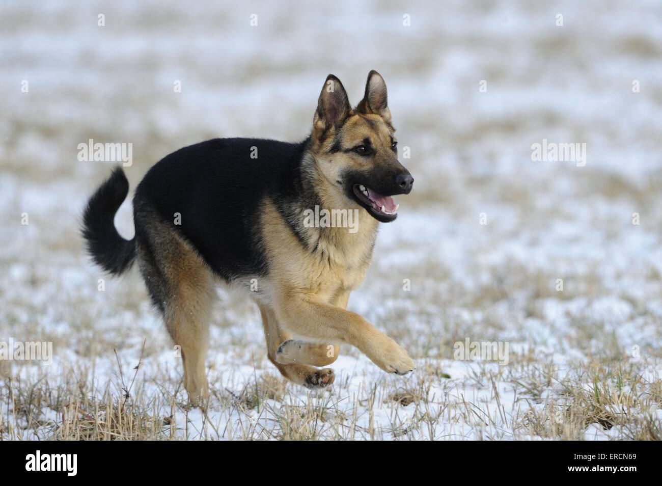 running German Shepherd Stock Photo - Alamy