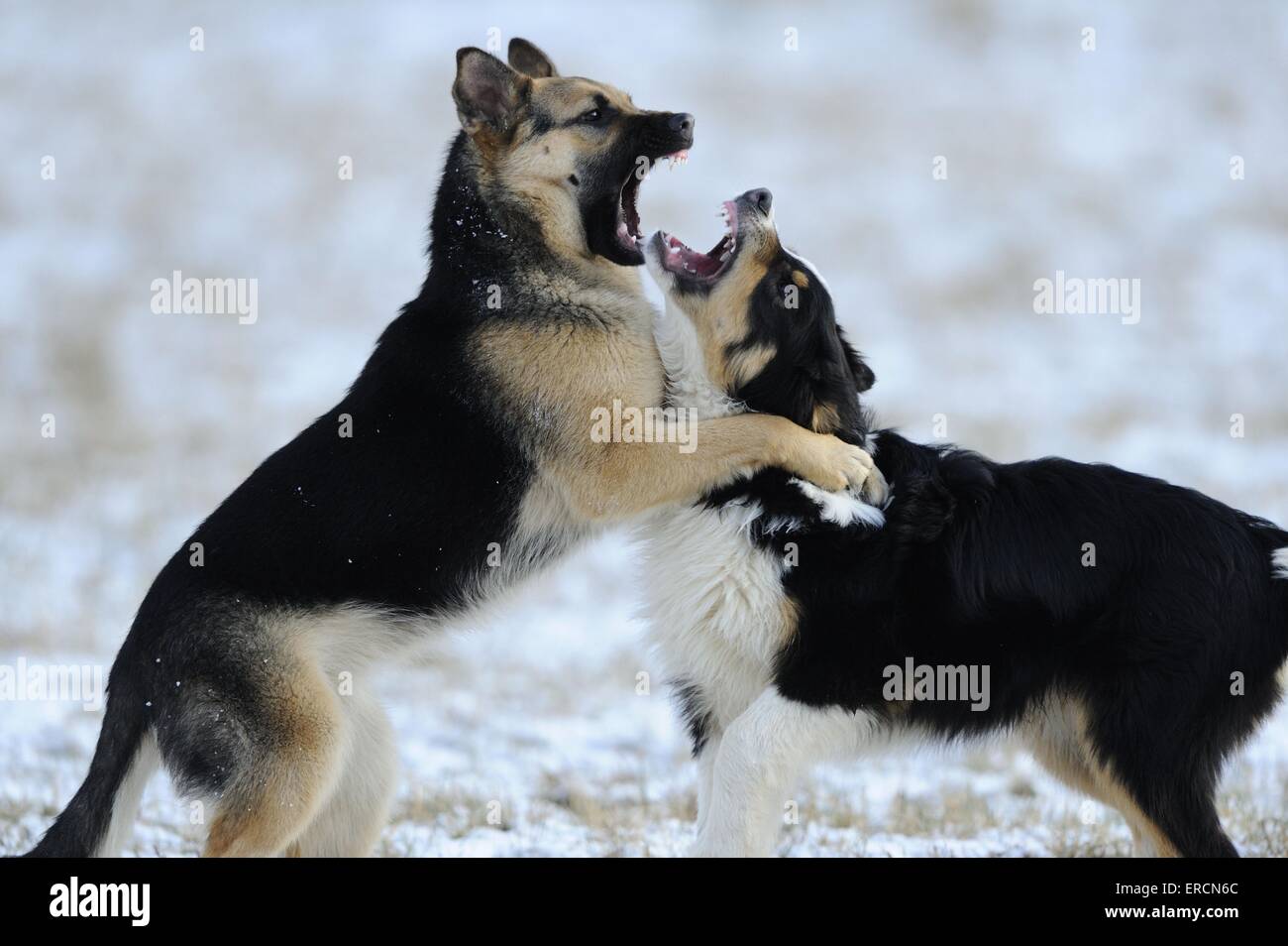 Dogs 2 dogs hi-res stock photography and images - Alamy