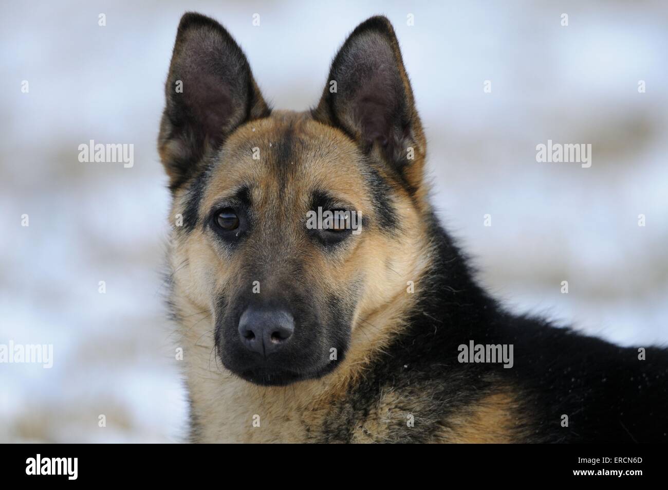 German Shepherd Portrait Stock Photo - Alamy