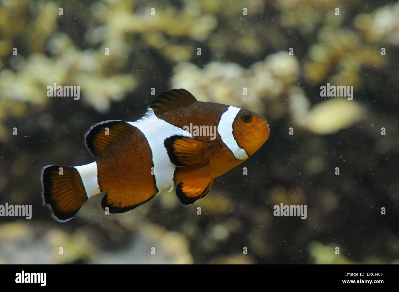 False fish hi-res stock photography and images - Alamy