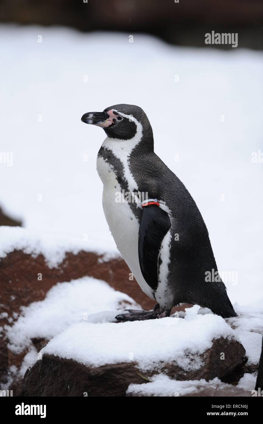 Penguin side profile hi-res stock photography and images - Alamy