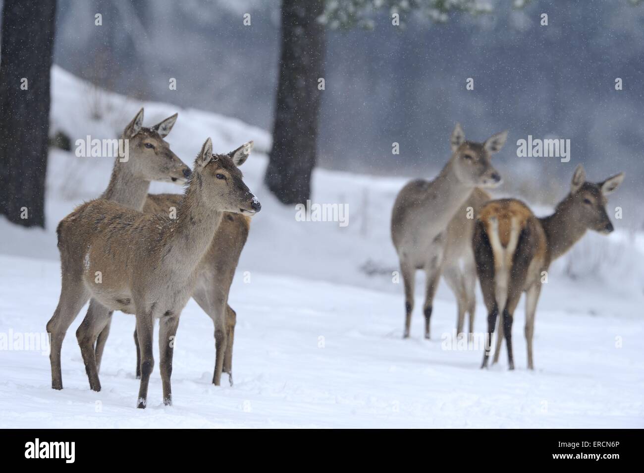 Backside of deer hi-res stock photography and images - Alamy
