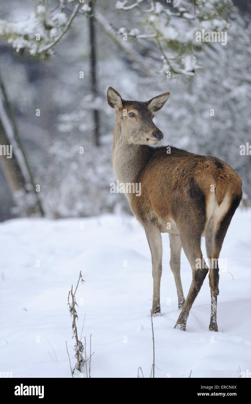 Rear view of deer hi-res stock photography and images - Alamy