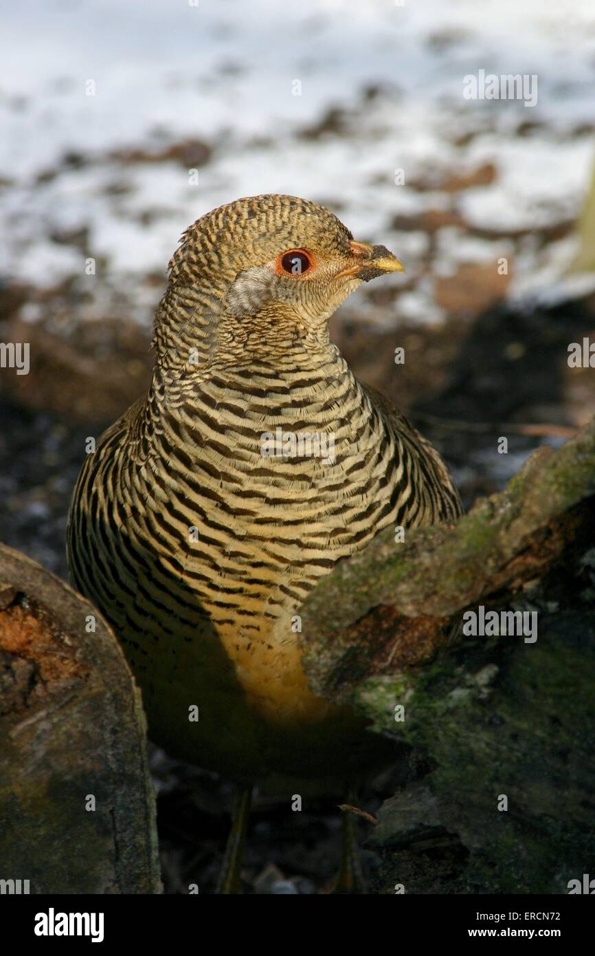 Adult female pheasant hi-res stock photography and images - Alamy