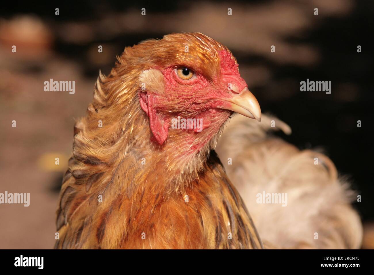 Brahma Hen High Resolution Stock Photography and Images - Alamy