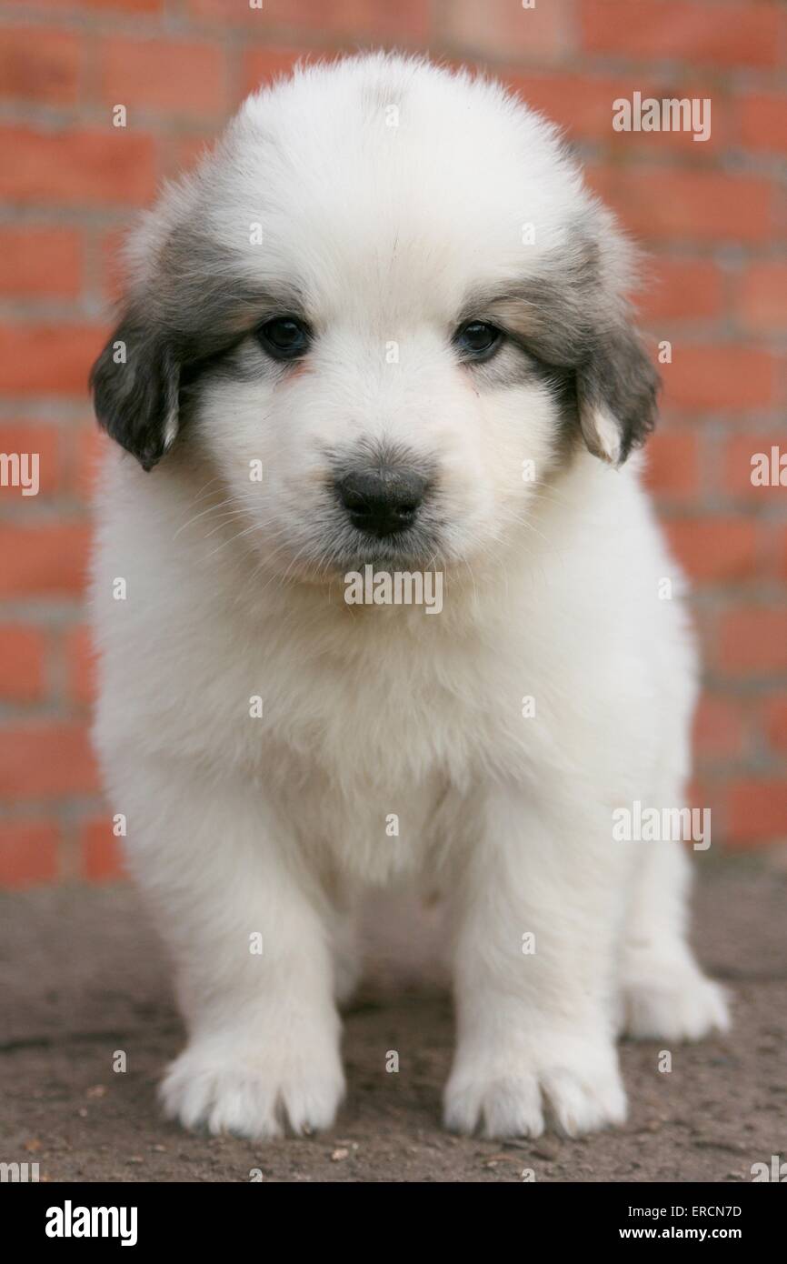 standing Pyrenean mountain dog Stock Photo - Alamy