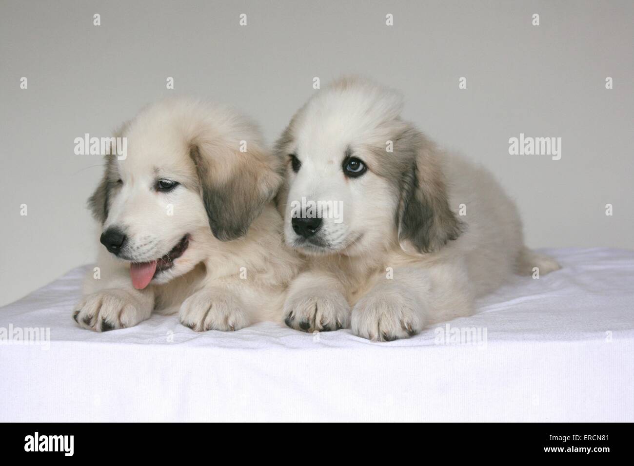 Great pyrenees puppy hi-res stock photography and images - Alamy