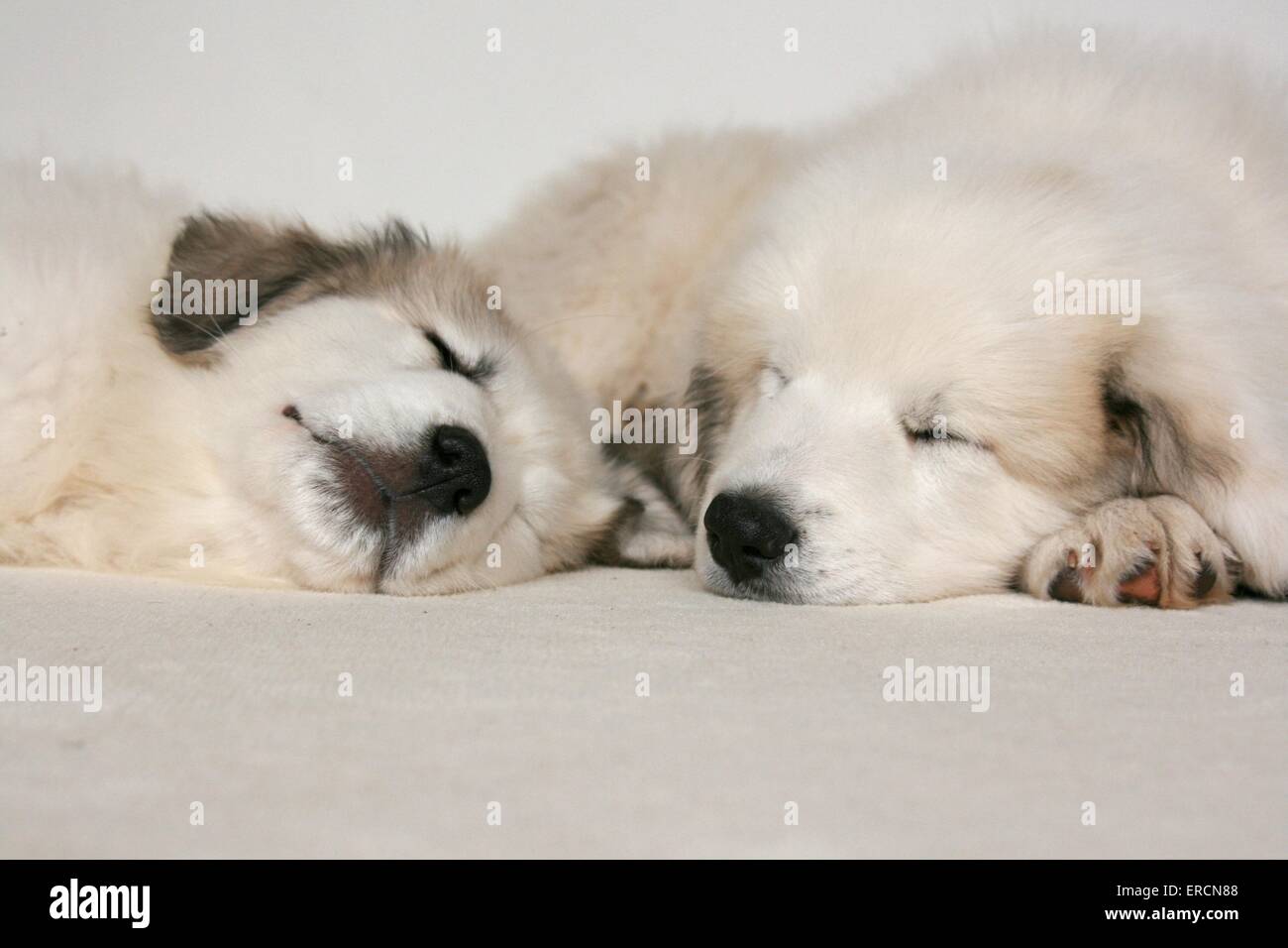 standing Pyrenean mountain dog puppy Stock Photo - Alamy