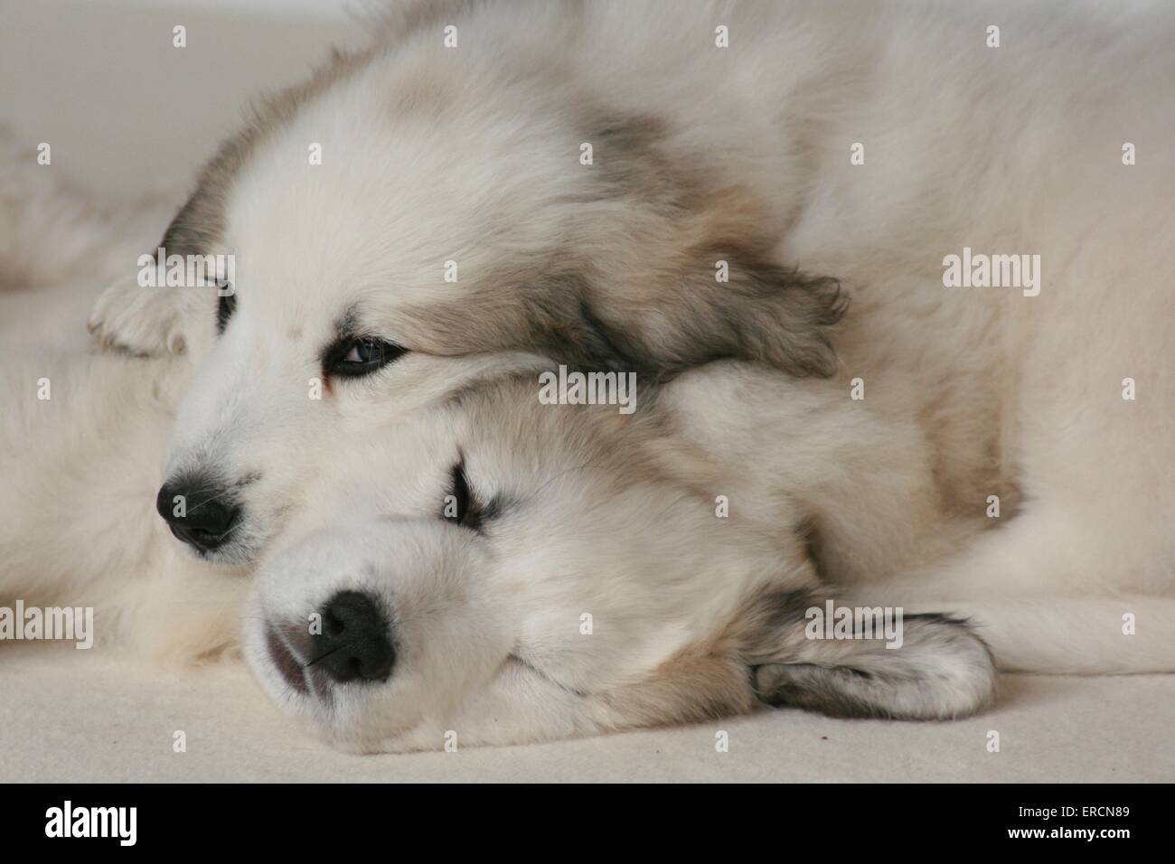 Pyrenees mountain dog hi-res stock photography and images - Alamy