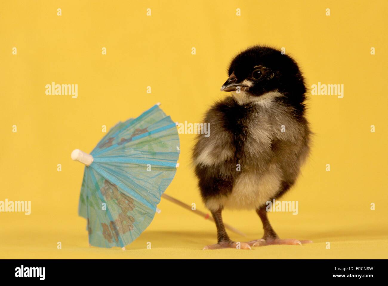 Domestic fowl hi-res stock photography and images - Alamy