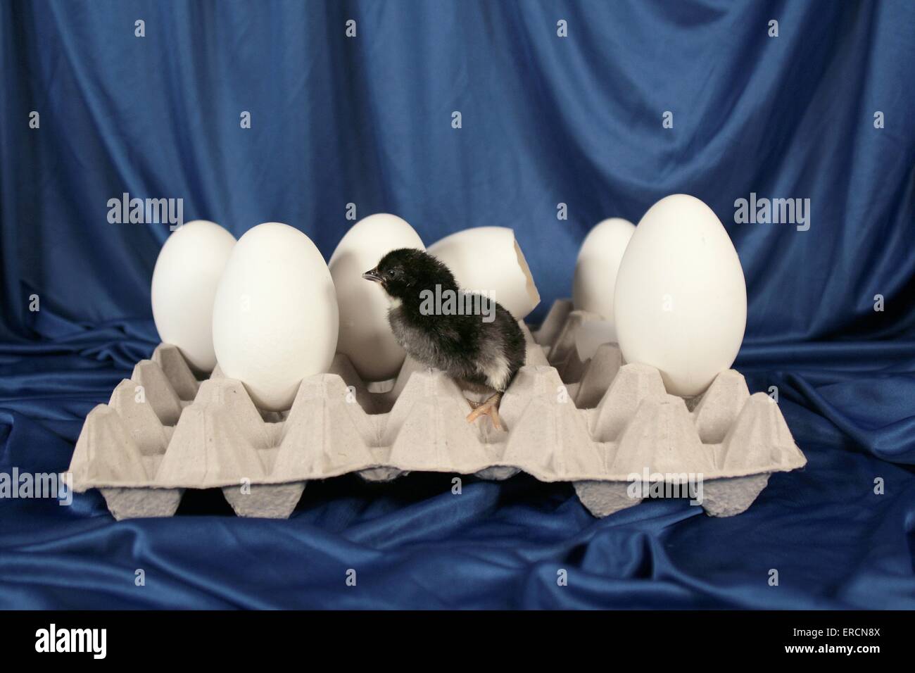 Domestic birds inside hi-res stock photography and images - Alamy