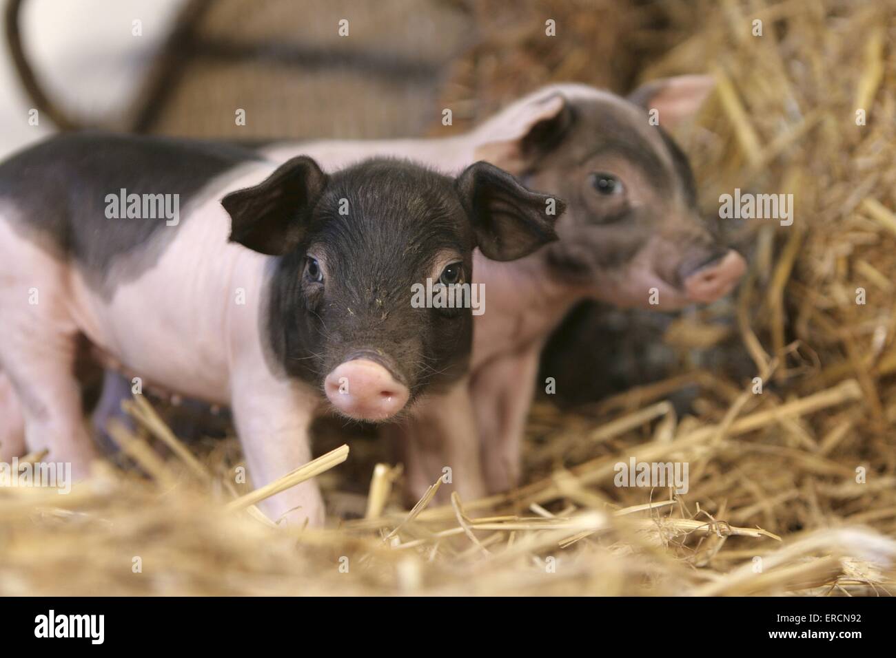 Black piglets pigs one black hi-res stock photography and images - Alamy