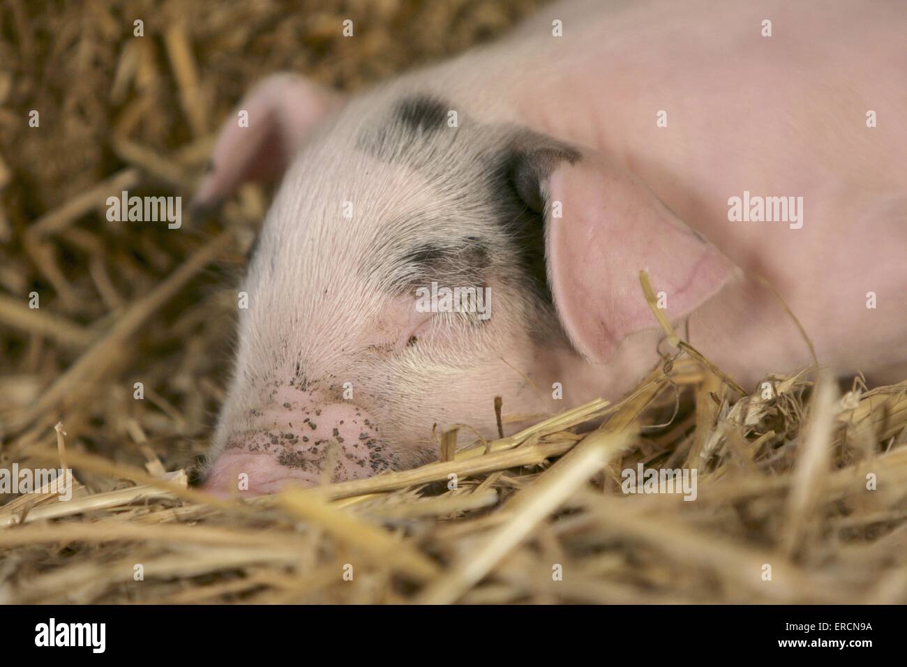 Piglets at rest hi-res stock photography and images - Alamy