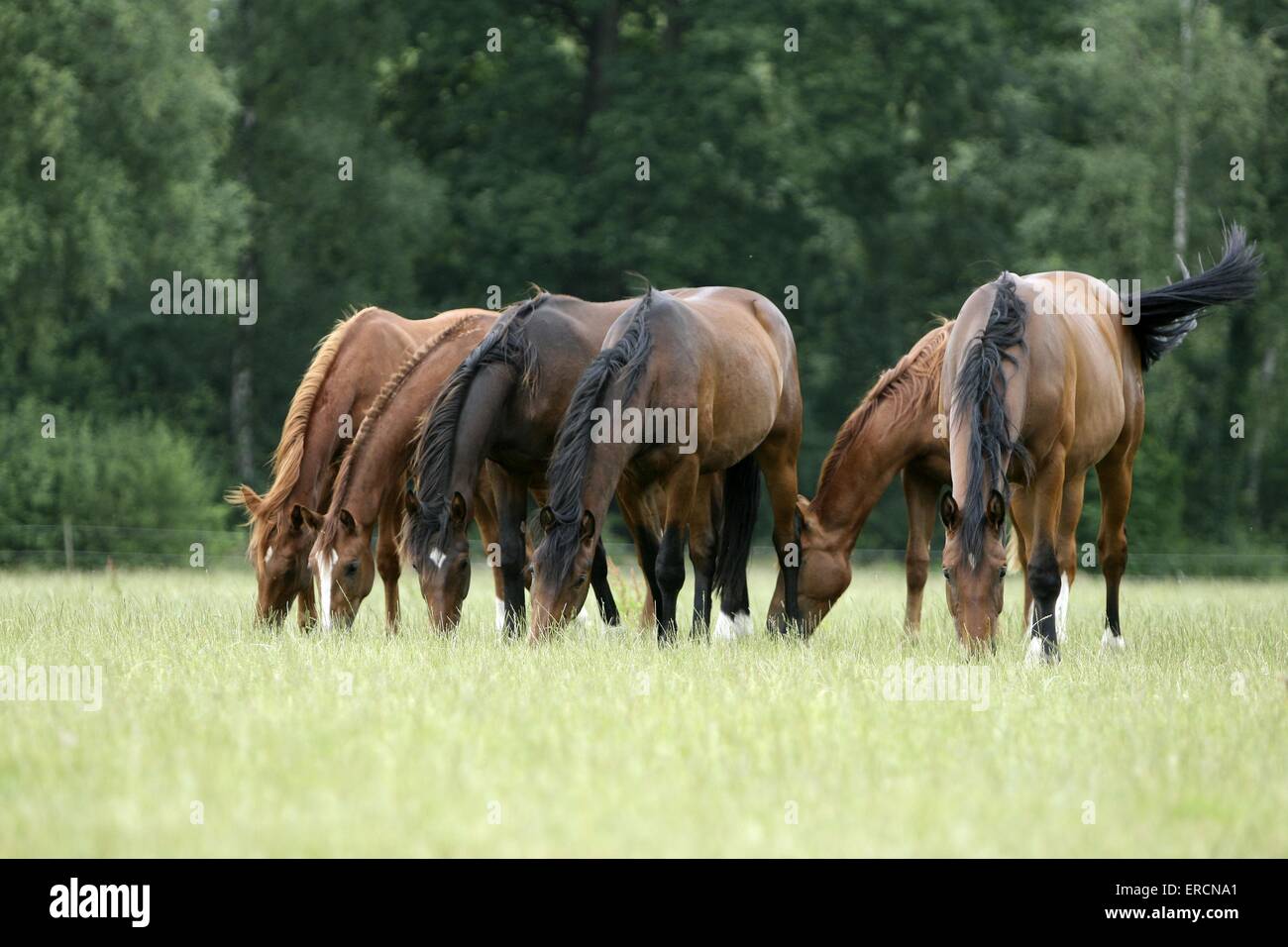 Brown horse standing feeding hi-res stock photography and images - Alamy