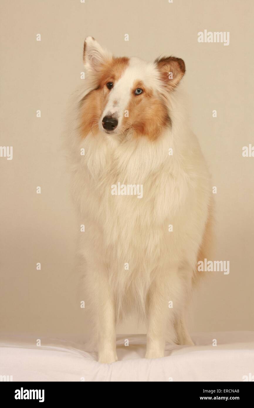 American collie standing hi-res stock photography and images - Alamy