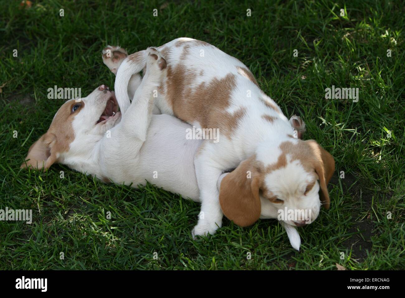 playing Beagle puppies Stock Photo - Alamy