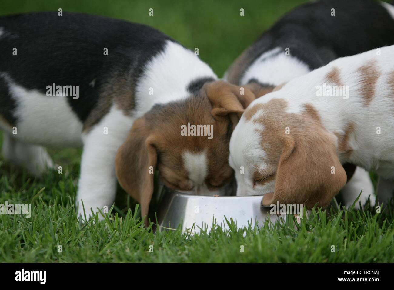 Beagle dog bowl hi-res stock photography and images - Alamy