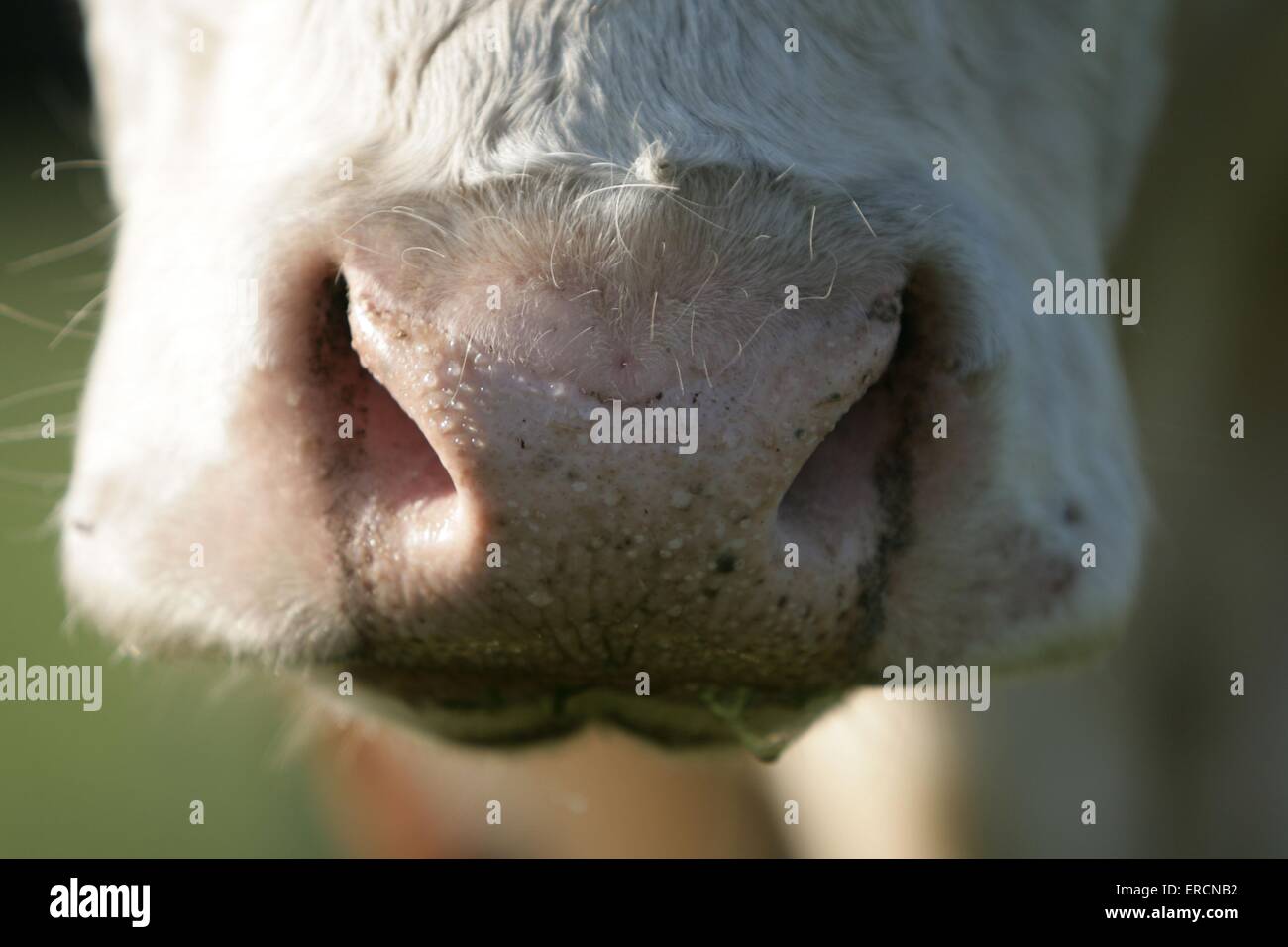 Cow noses hi-res stock photography and images - Alamy