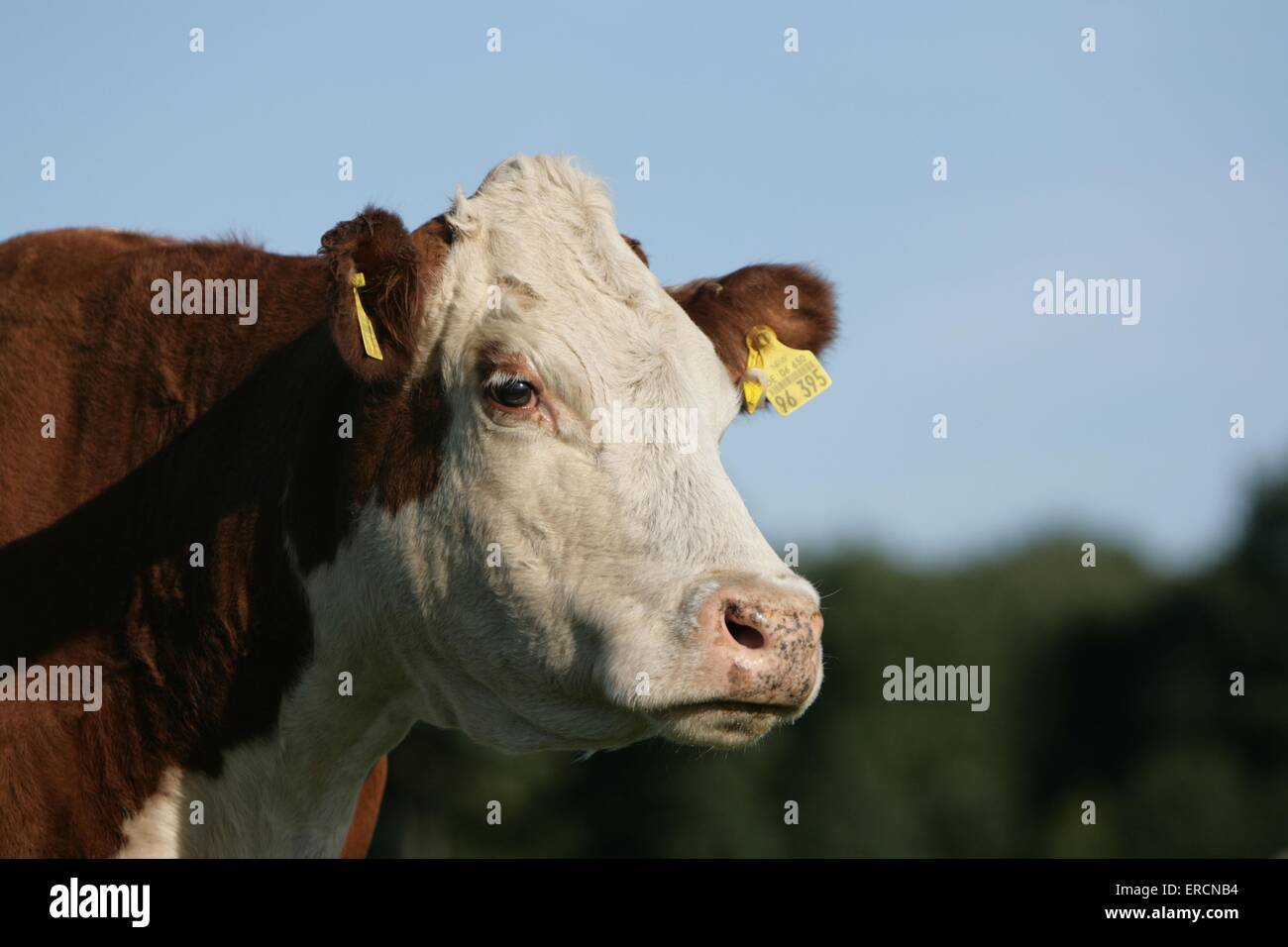 Cow with earmark hi-res stock photography and images - Alamy