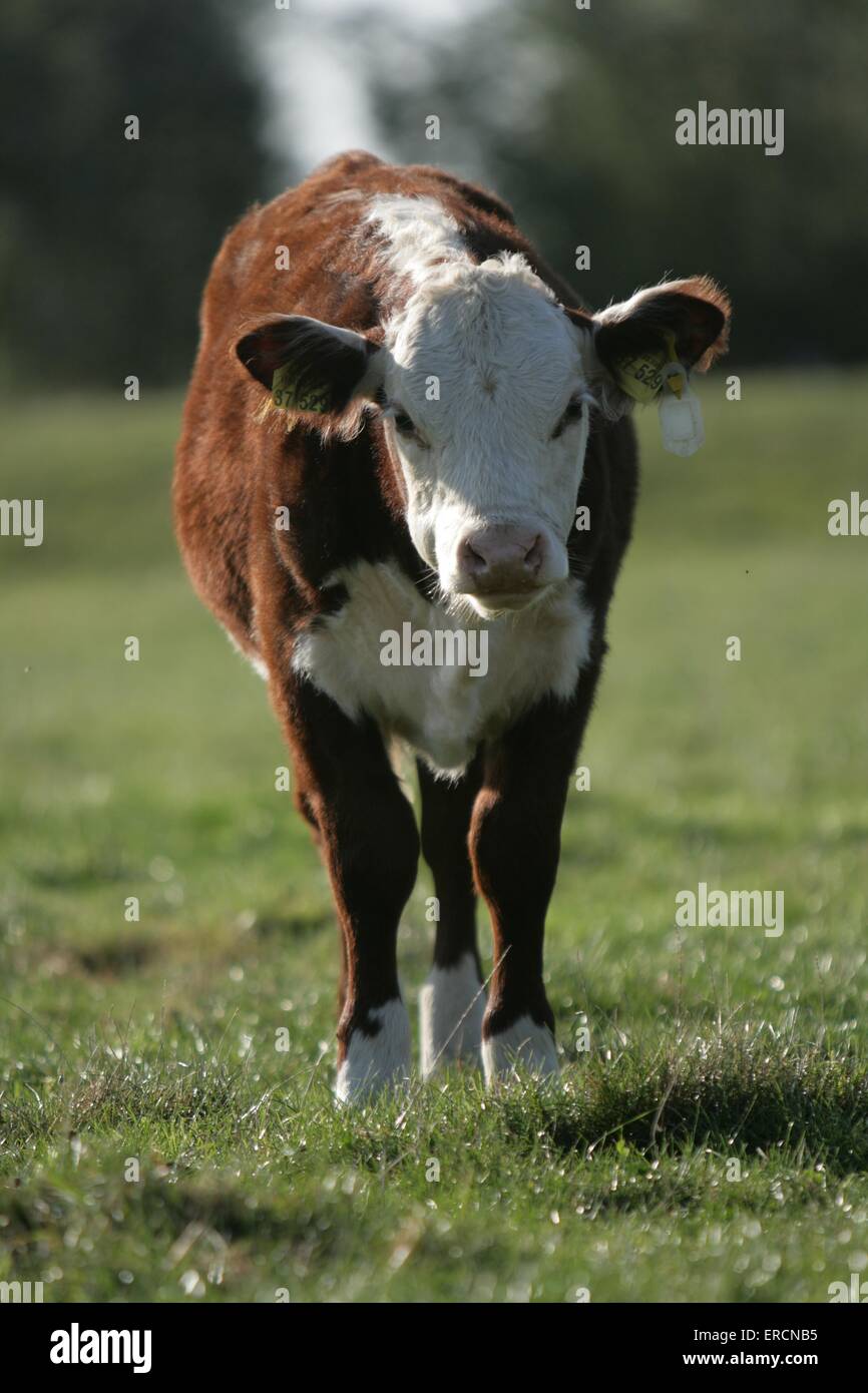 Hereford cow hi-res stock photography and images - Alamy