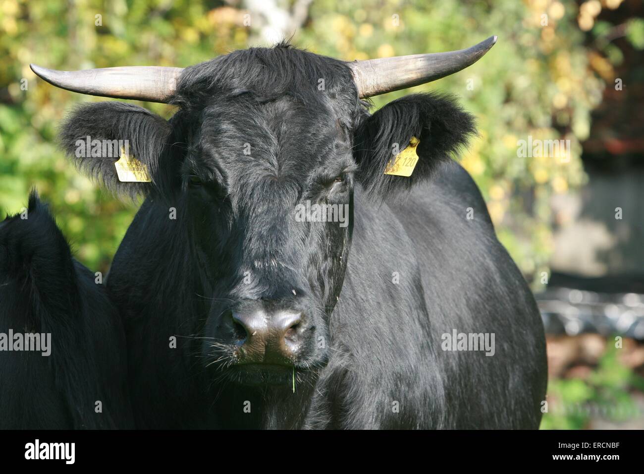 Welsh black cattle breed hi-res stock photography and images - Alamy