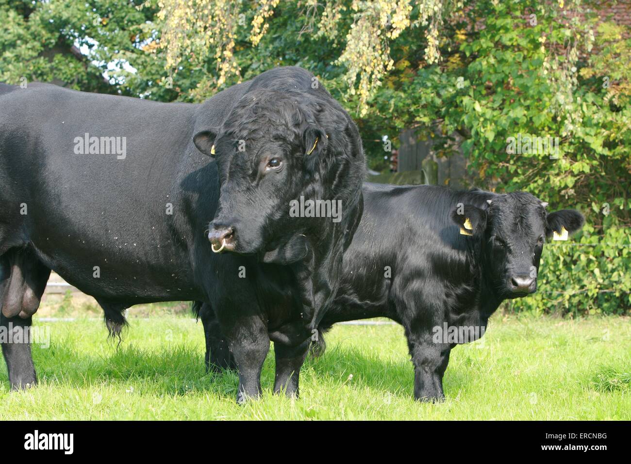 Welsh black bull hi-res stock photography and images - Alamy