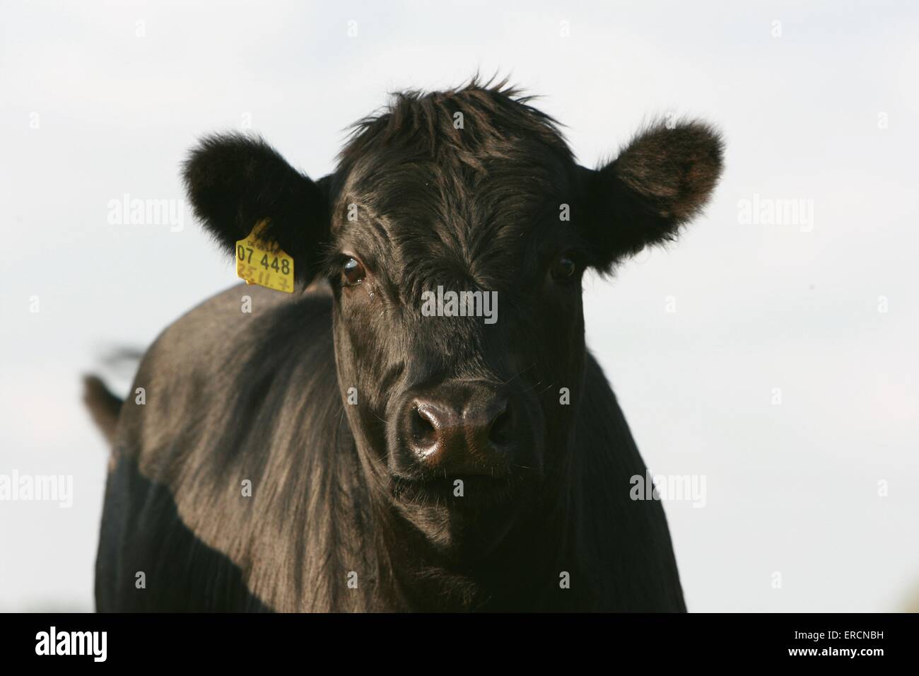 Black welsh cows hi-res stock photography and images - Alamy