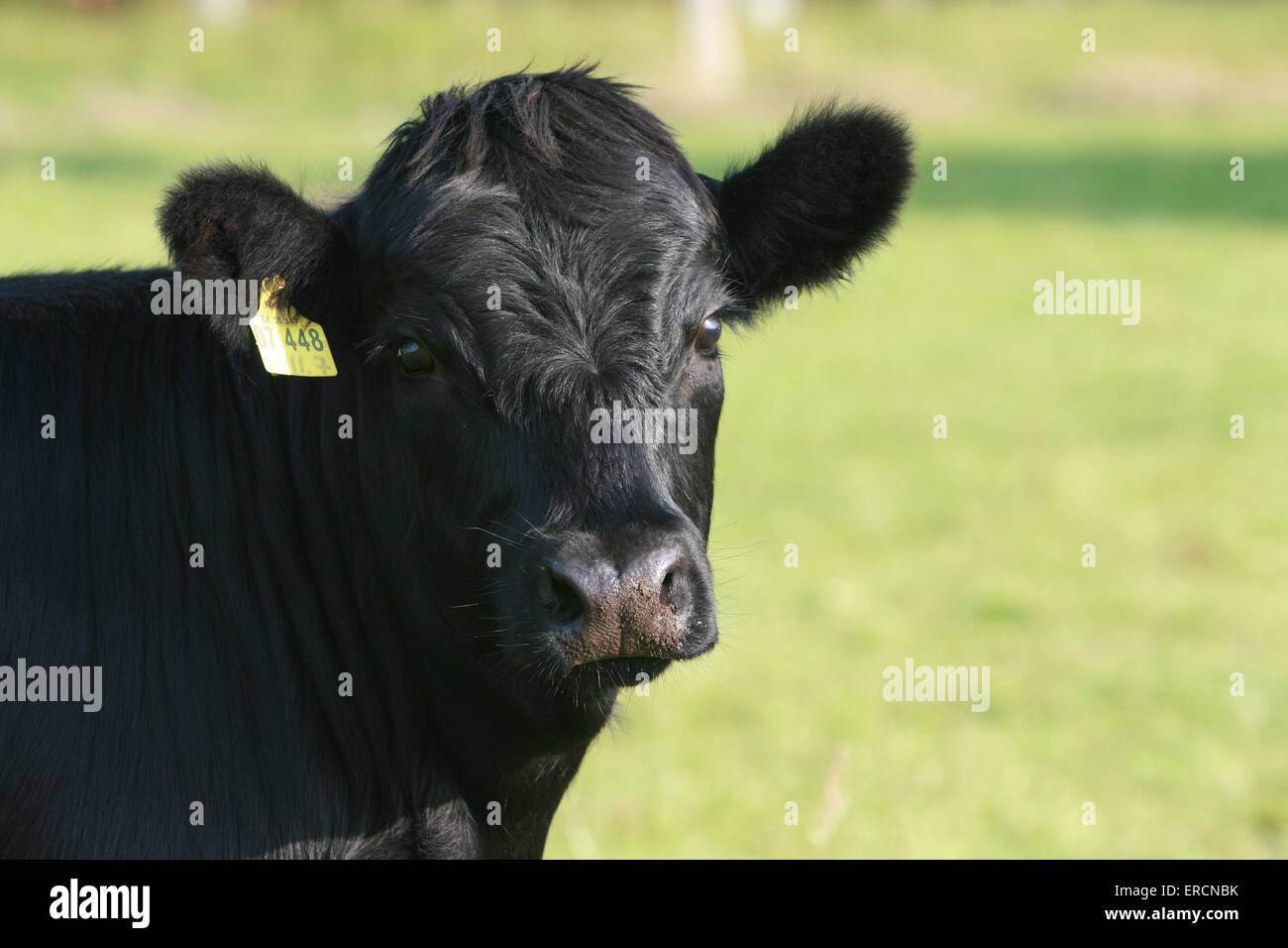 Welsh Cows High Resolution Stock Photography and Images - Alamy