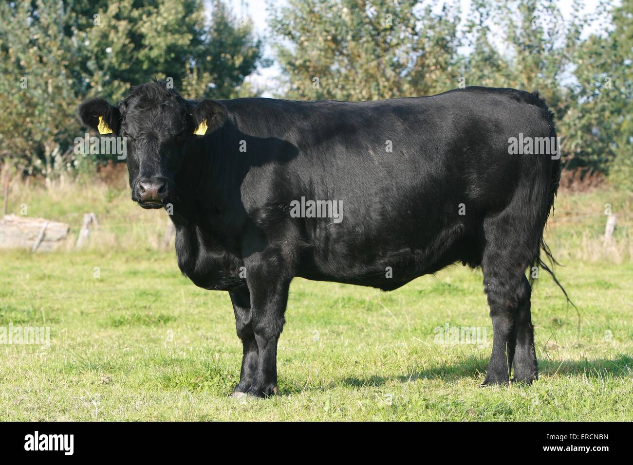 1 one black cow standing hi-res stock photography and images - Alamy