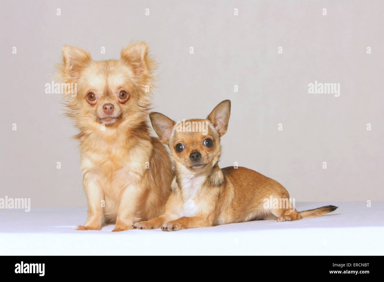 Dog chihuahua longhair shorthair two hi-res stock photography and ...