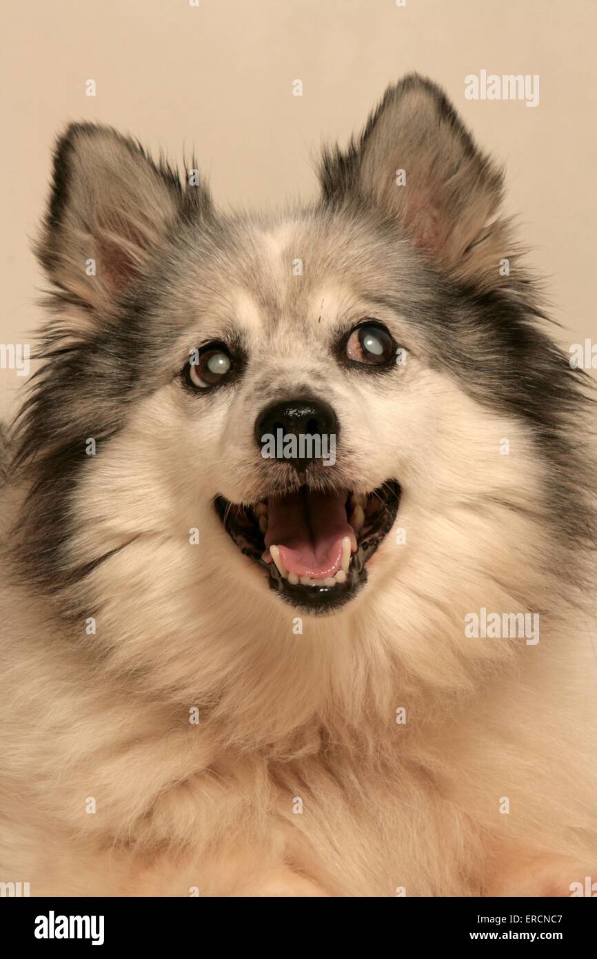 Blind dog hi-res stock photography and images - Alamy
