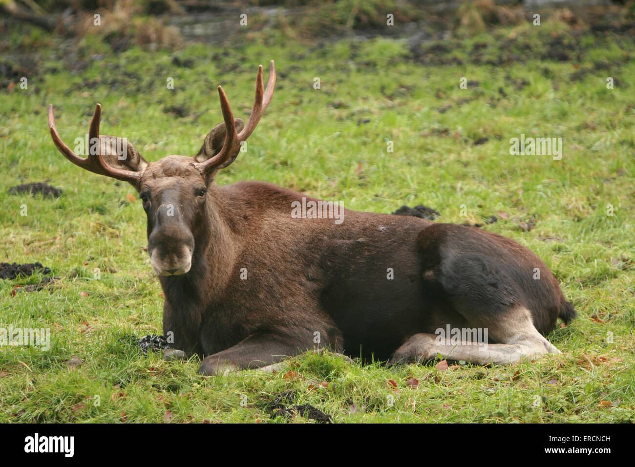 Elks deer hi-res stock photography and images - Alamy