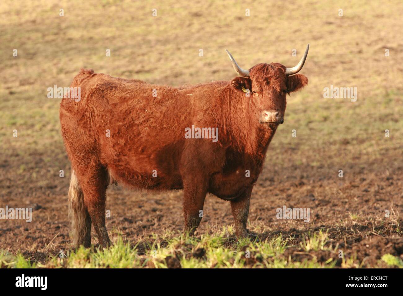 Dual purpose cattle hi-res stock photography and images - Alamy