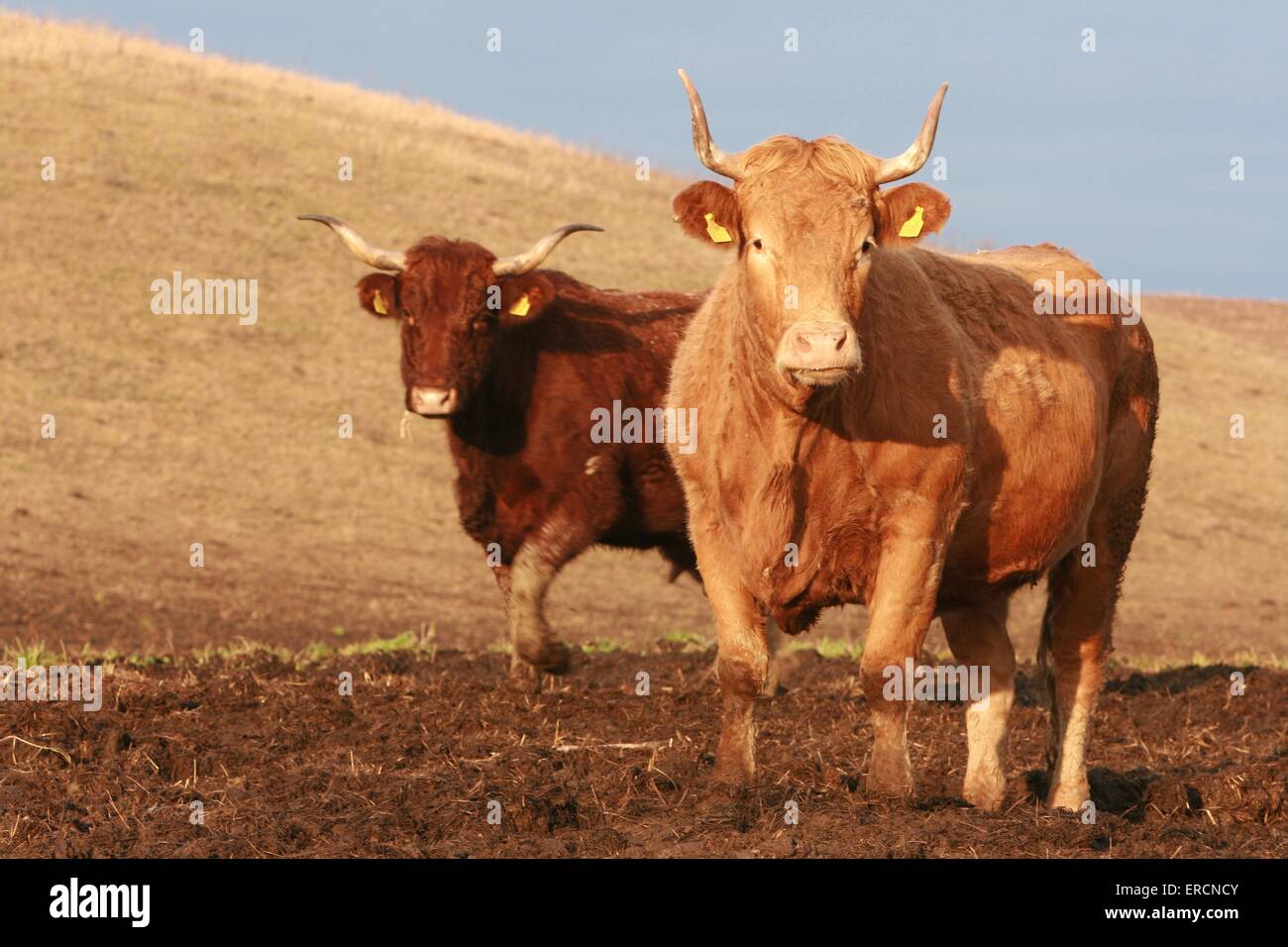 Dual purpose cattle hi-res stock photography and images - Alamy