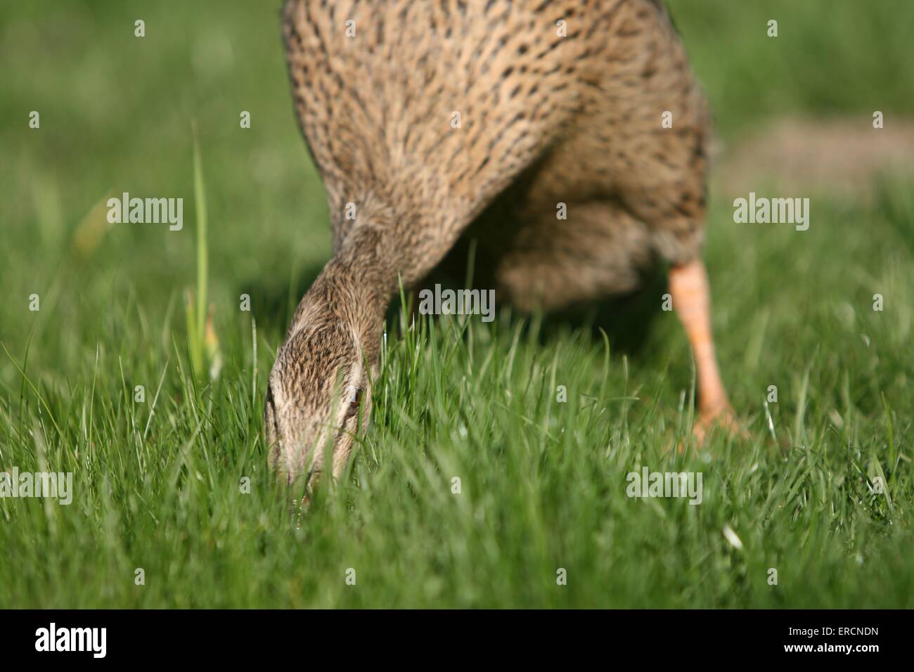 Indian runner duck hi-res stock photography and images - Alamy