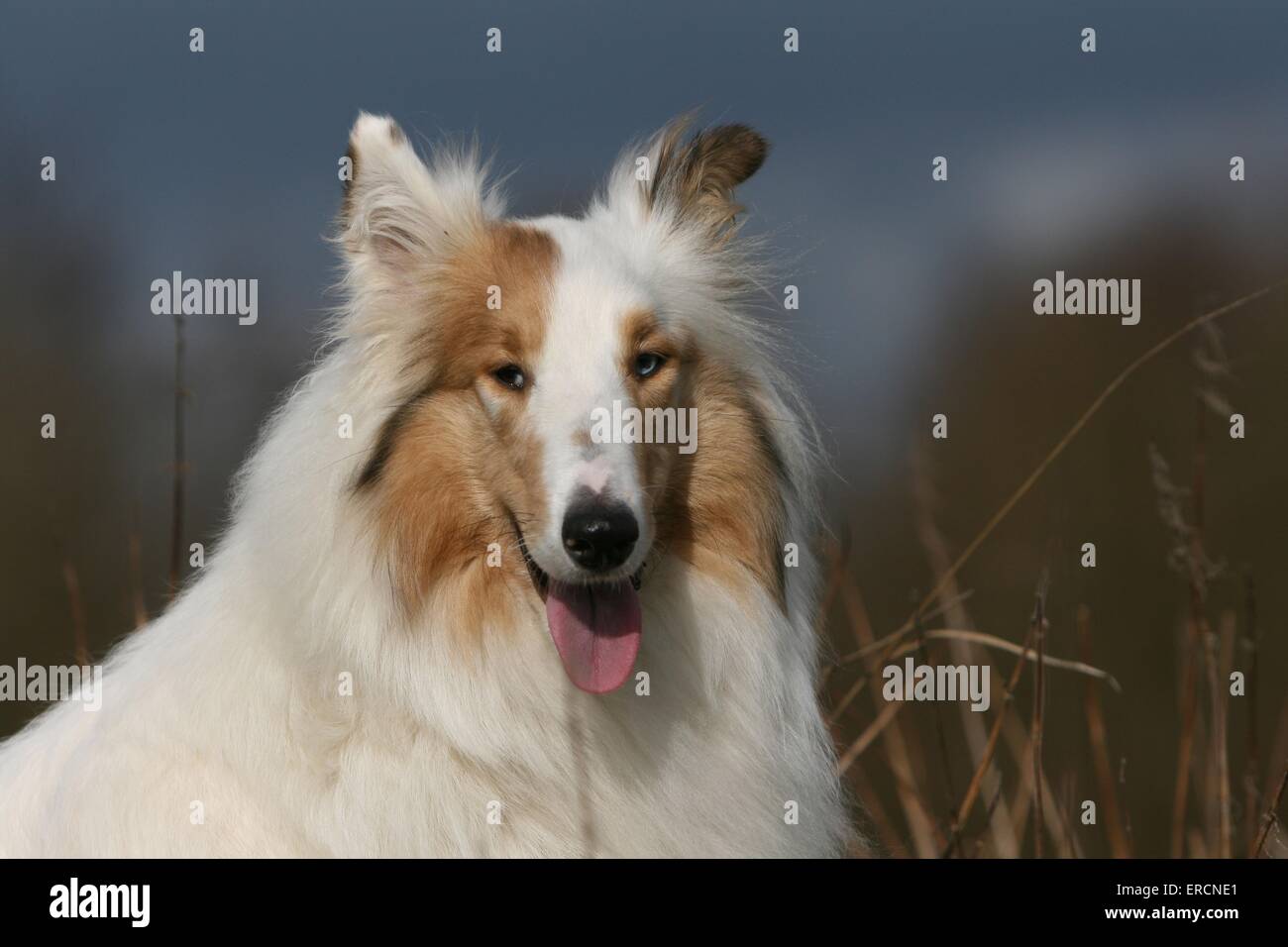 American Collie Portrait Stock Photo - Alamy