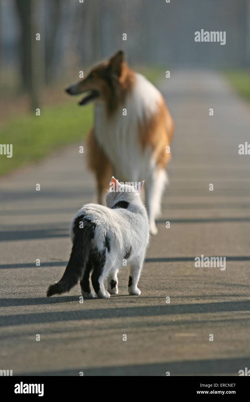 Herding cats hi-res stock photography and images - Alamy