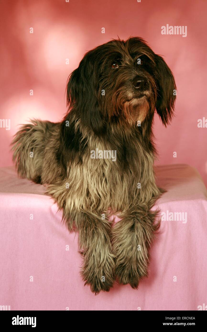 Mongrel rose hi-res stock photography and images - Alamy