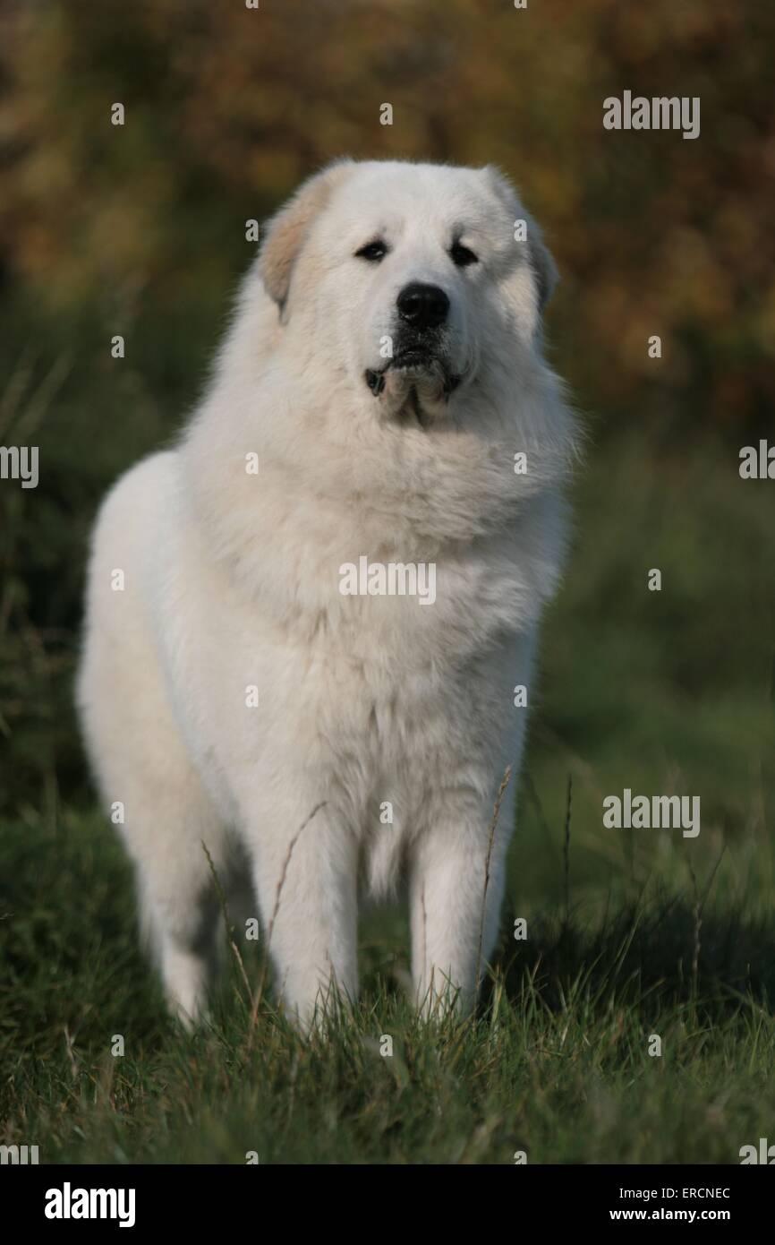 Pyrenean mountain dog Stock Photo - Alamy